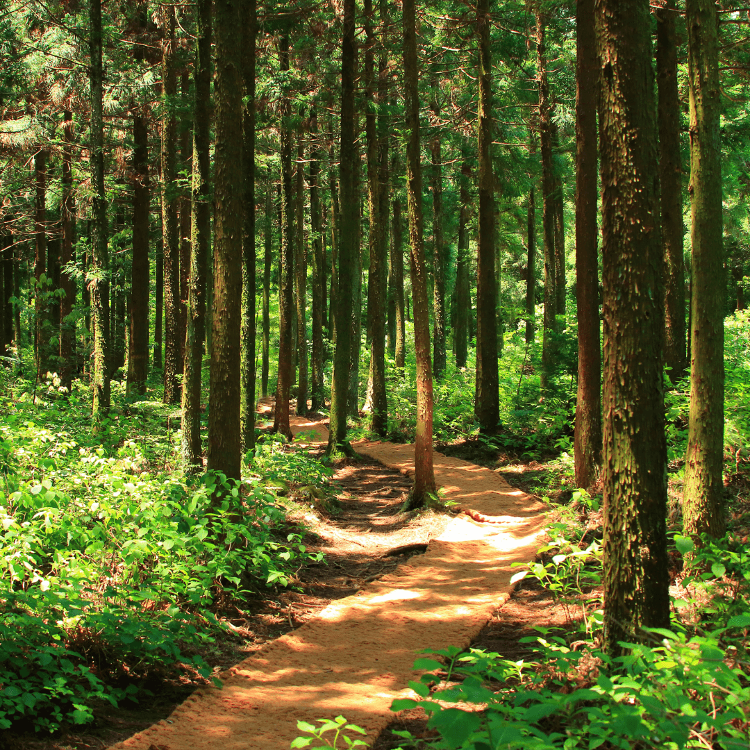 Forest bathing in Germany?